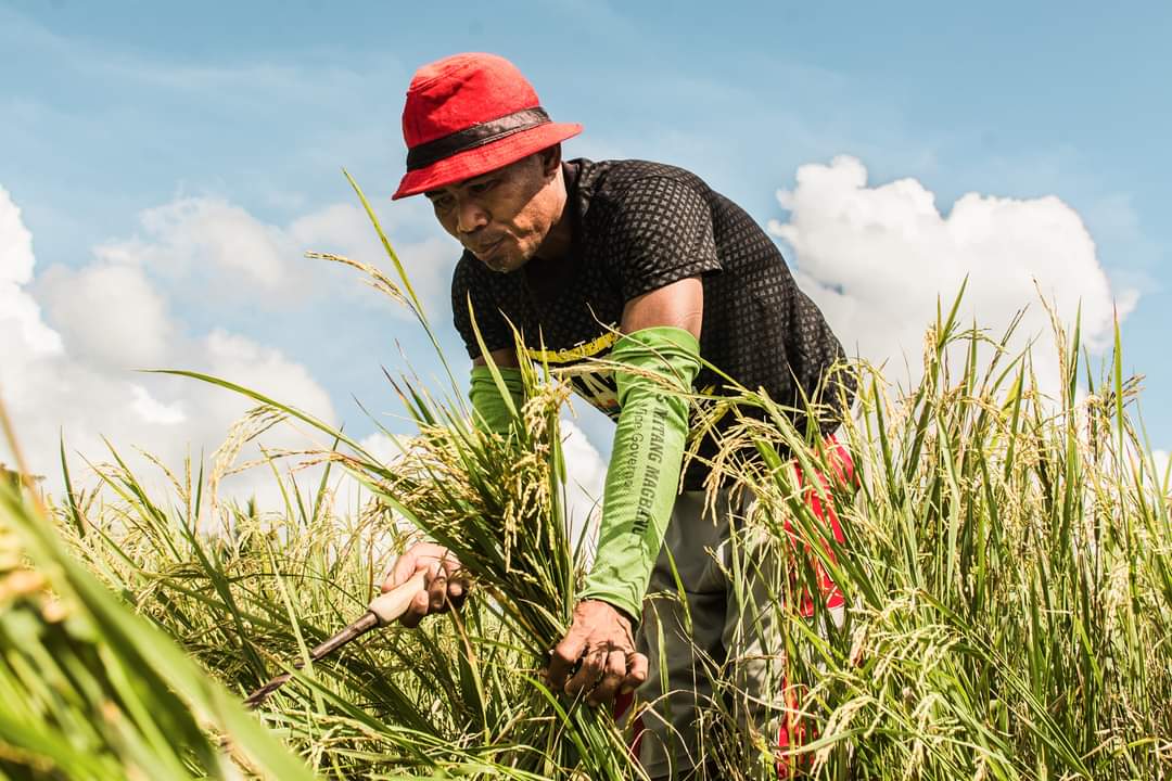 Bohol farmers in RSBSA get IMC ID, cash cards – BOHOL ISLAND NEWS