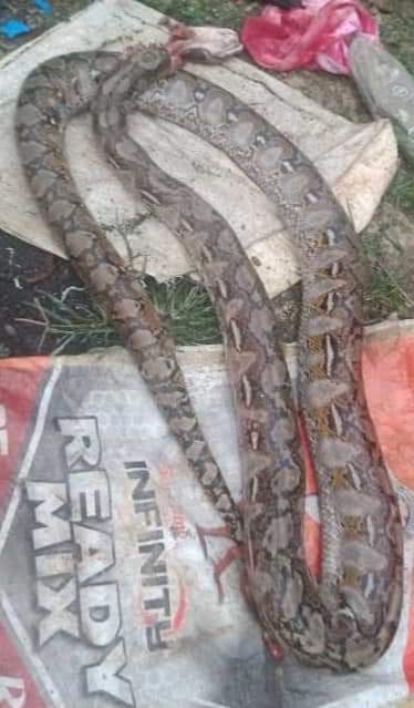 Man vs Snake: Usa ka lalaki nakig-away sa baksan human kini mingbalikos ...