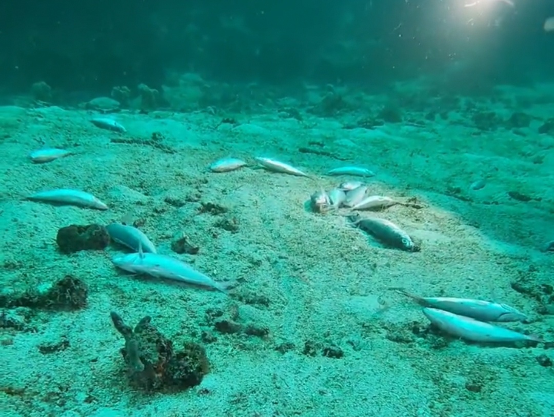 BOHOL ISLAND NEWS – Your source of reliable news and content in the island.