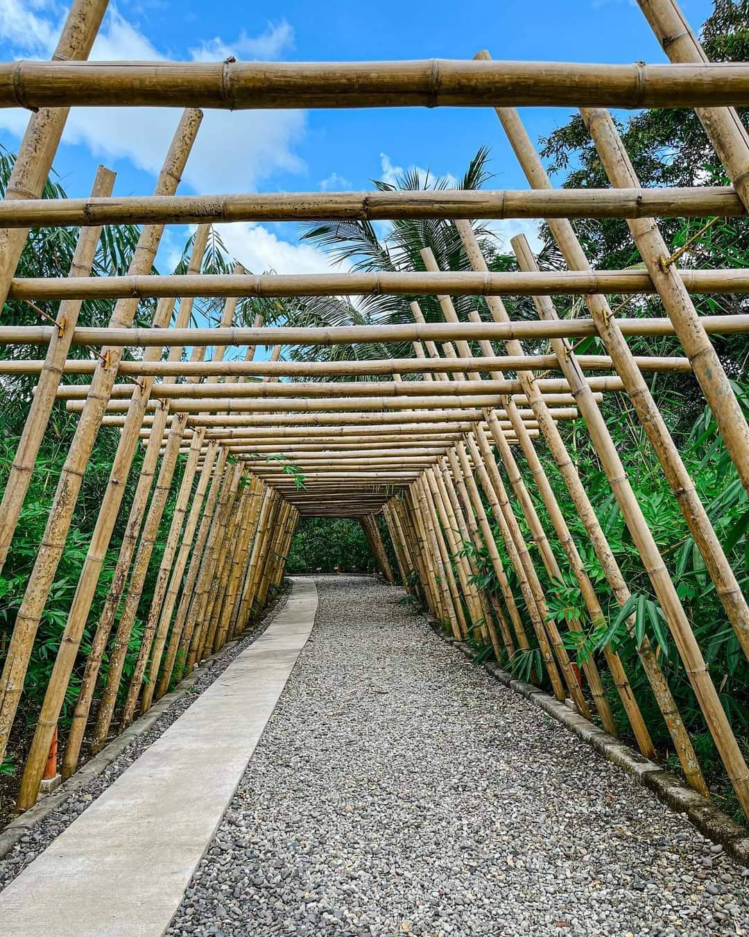 Gamit, kamahinungdanon sa kawayan, gituki sa Kapihan – BOHOL ISLAND NEWS